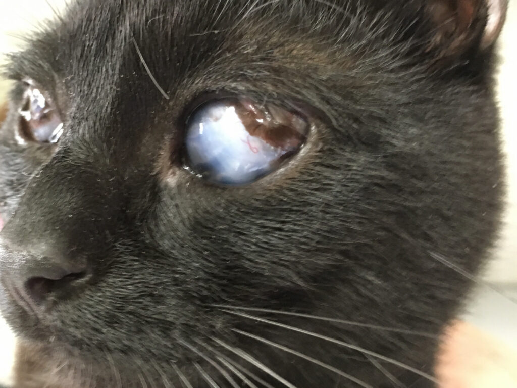 Symblepharon – Augenerkrankungen der Katze