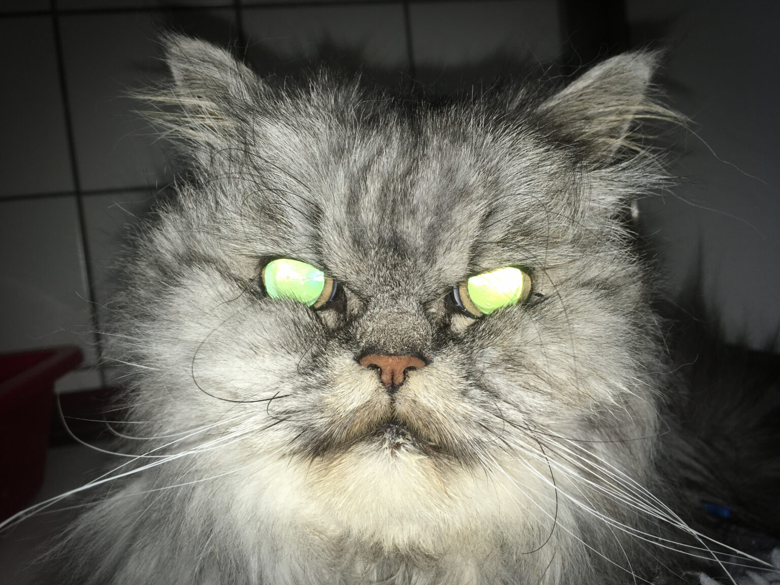 Augenuntersuchung „hands on“ – Augenerkrankungen der Katze