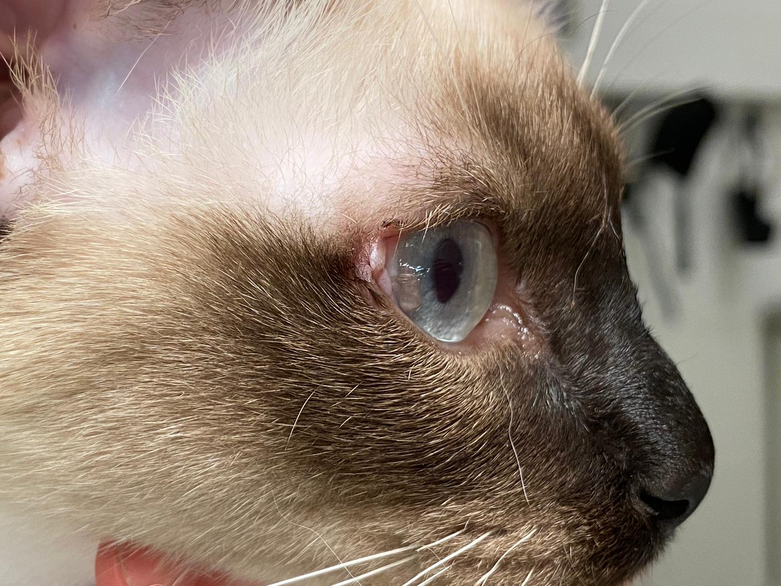 Dermoid – Augenerkrankungen der Katze