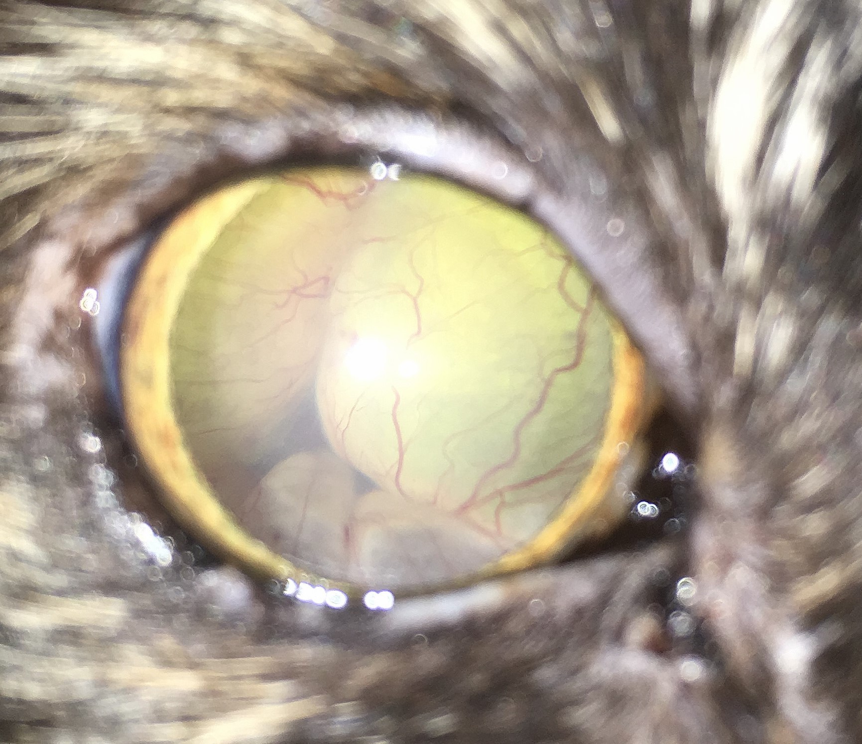 Ablatio retinae – Augenerkrankungen der Katze