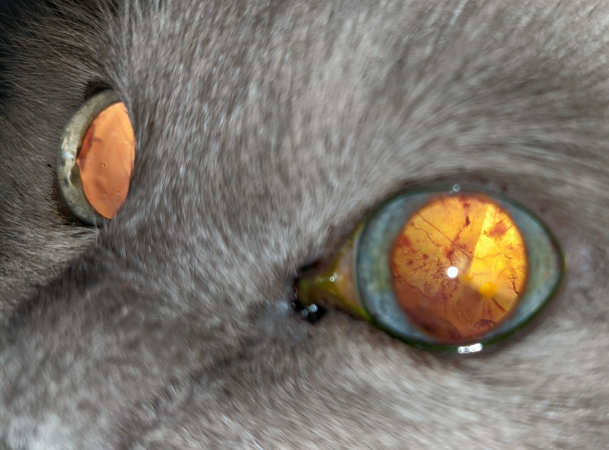 Uveitis – Augenerkrankungen der Katze